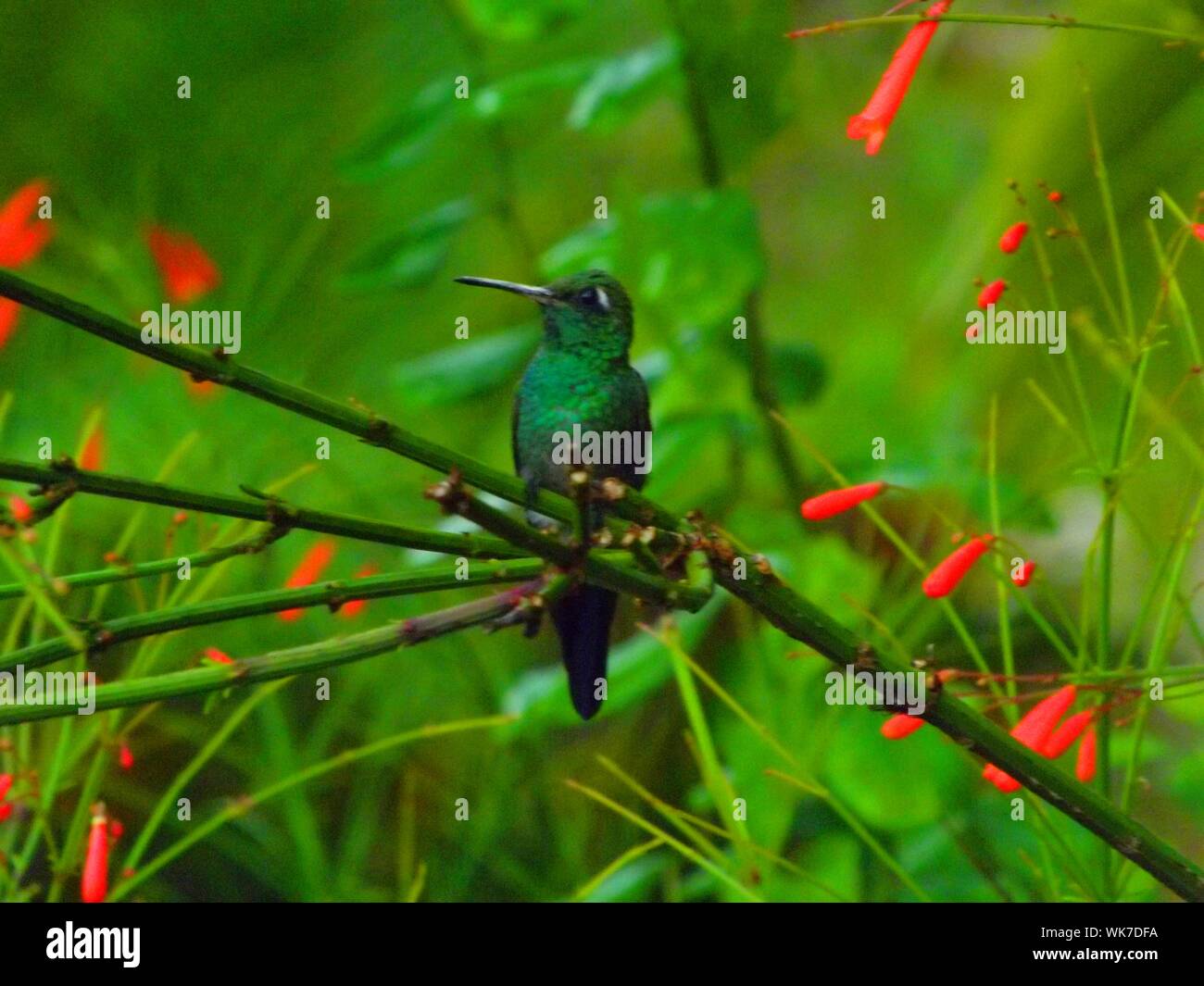 Green hummingbird hi-res stock photography and images - Alamy