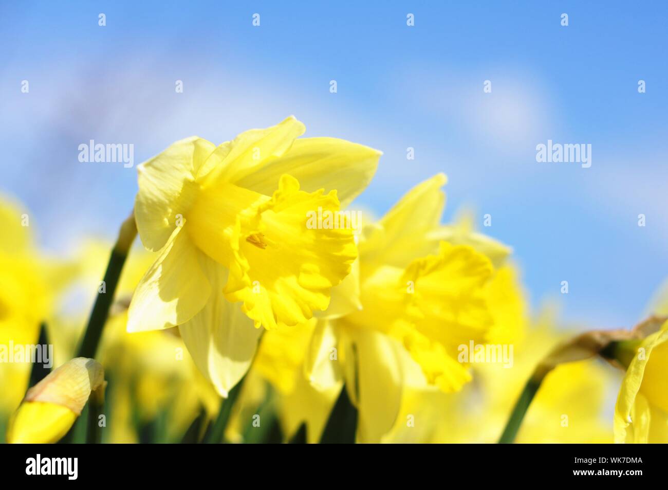 yellow daff or jonquil flower in spring with copyspace showing summer ...