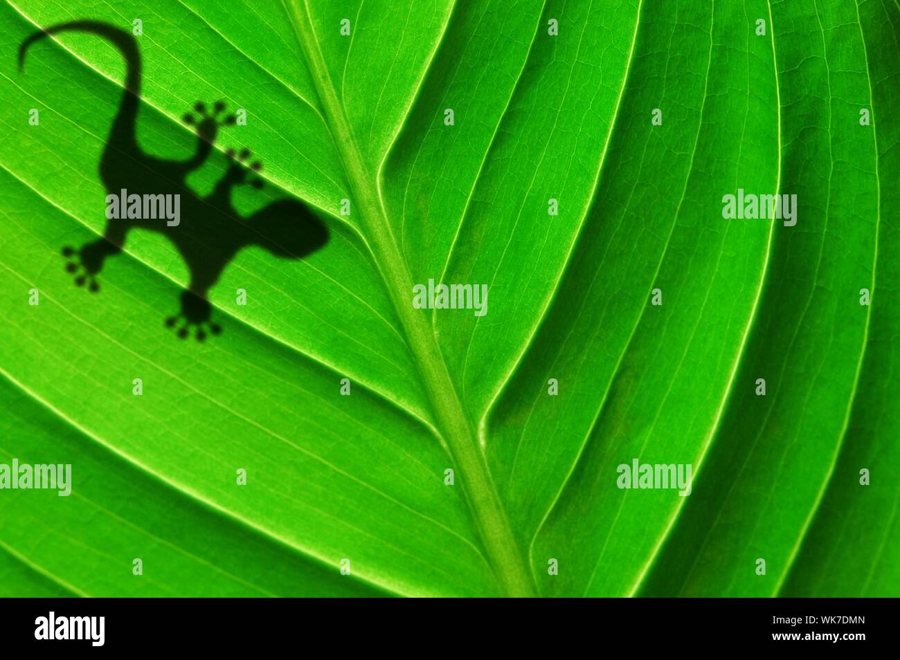 gecko shadow on green leaf texture showing nature concept with ...