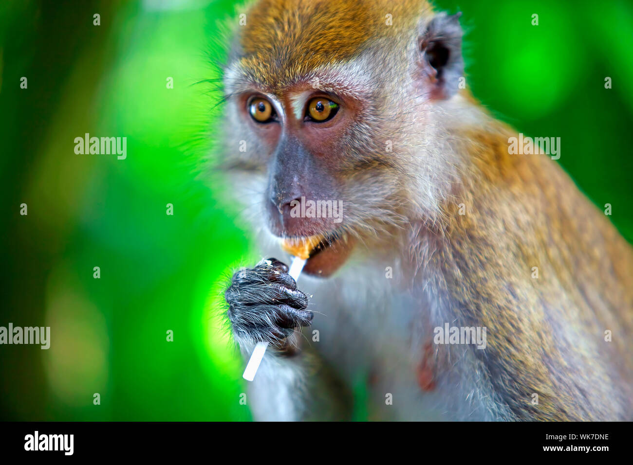 Monkey eating lollipop hi-res stock photography and images - Alamy