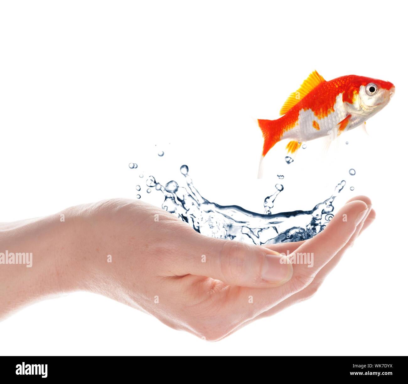 freedom free flee or escape concept with goldfish and hand Stock Photo ...