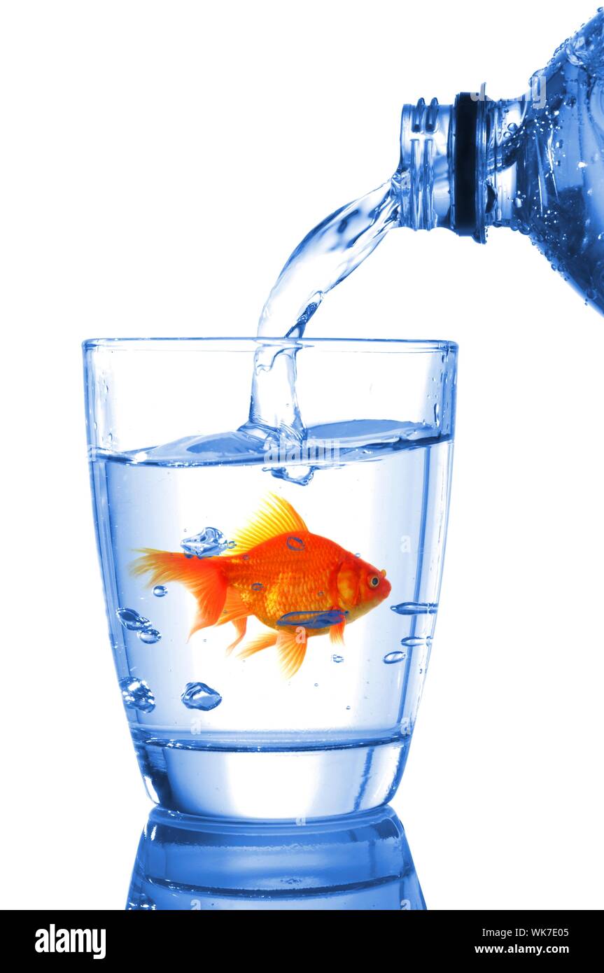 goldfish in glass of water showing challenge or creativity concept ...