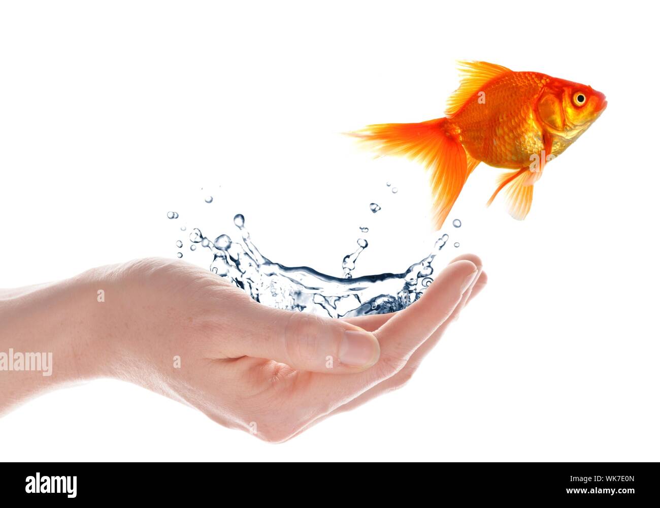 goldfish jumping from hand isolated on white background Stock Photo - Alamy