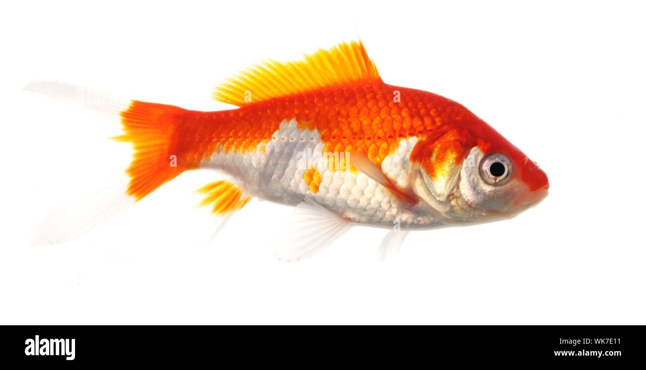 single goldfish animal isolated on white background Stock Photo - Alamy