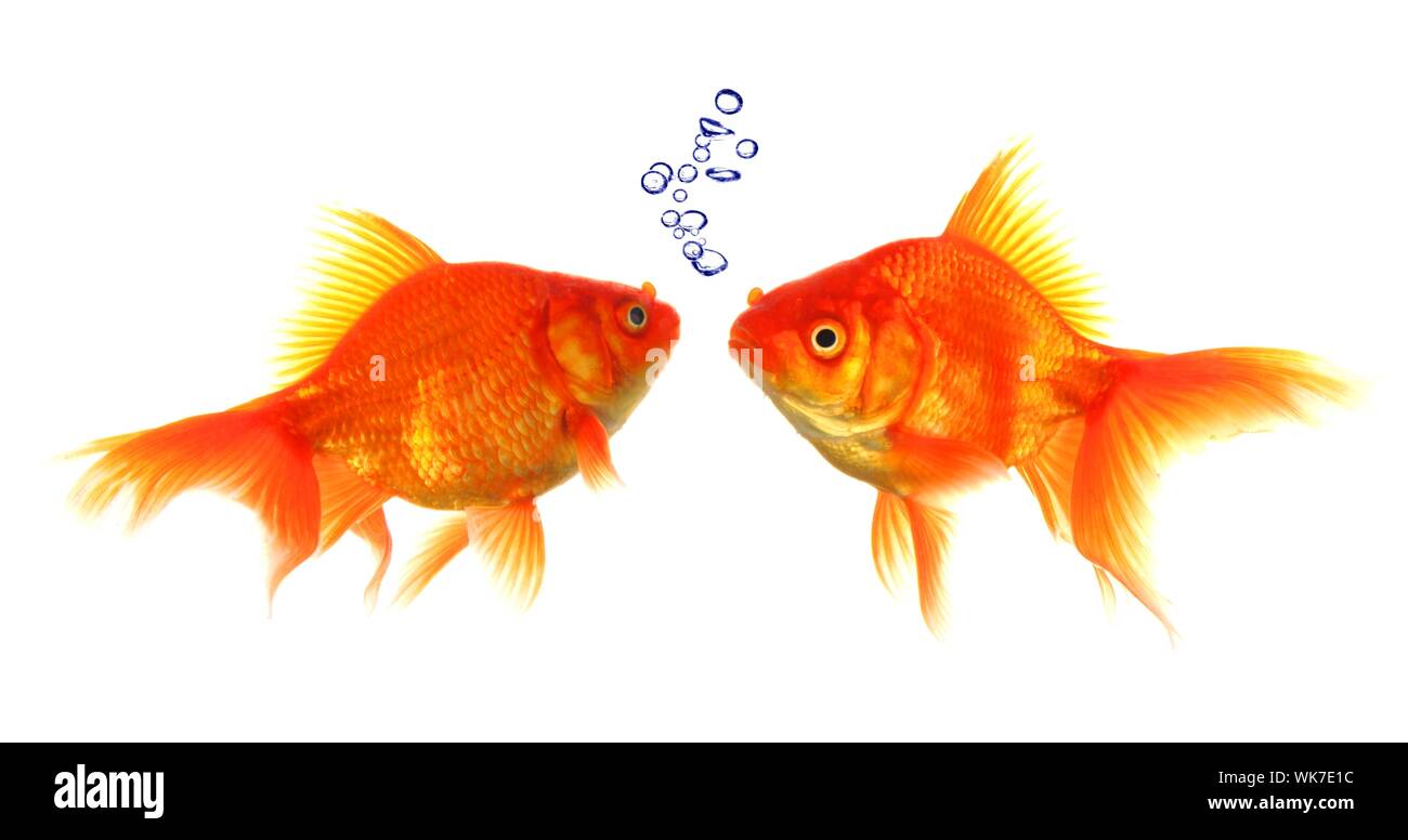 goldfish with bubbles showing discussion talk or conversation concept ...