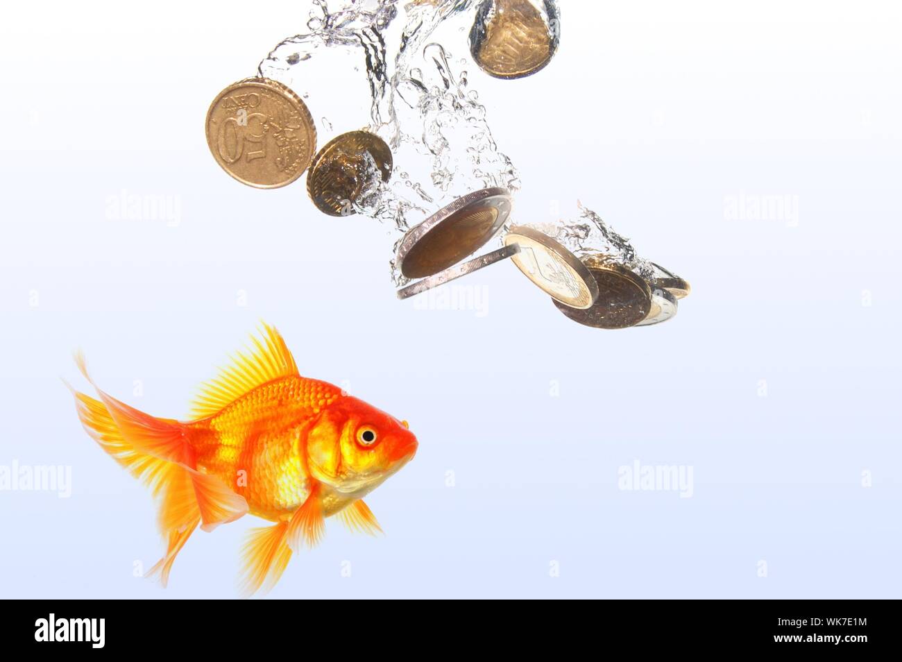 Goldfish money hi-res stock photography and images - Alamy