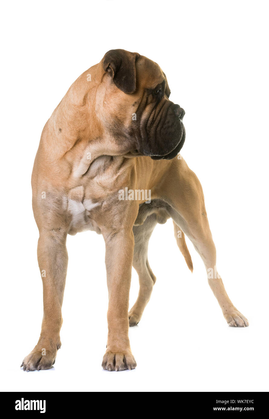 Brown Bull Mastiff Standing Over White Background Stock Photo - Alamy