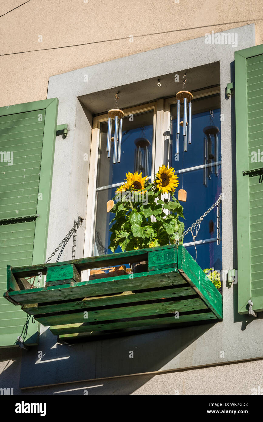Sunflowers in window Stock Photo - Alamy