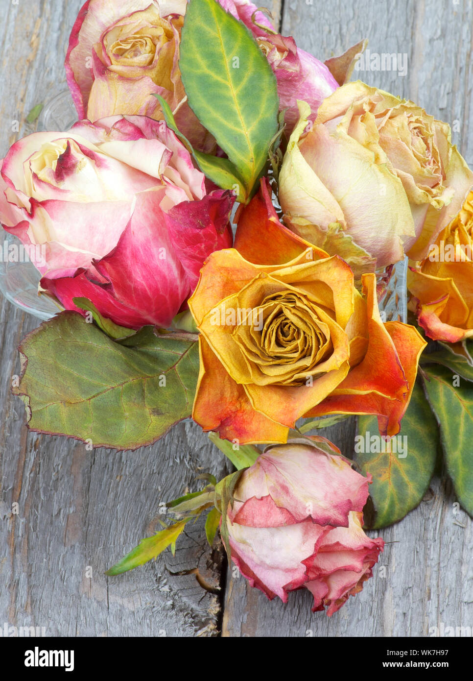 Border Arrangement of Beauty Colorful Withered Roses with Leafs closeup ...