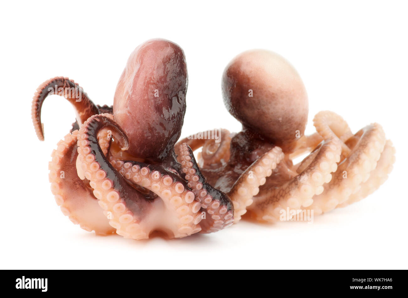 Two Gourmet Smoked Octopuses Full Body isolated on white background ...