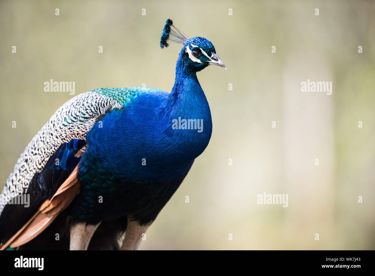 British peacock hi-res stock photography and images - Alamy