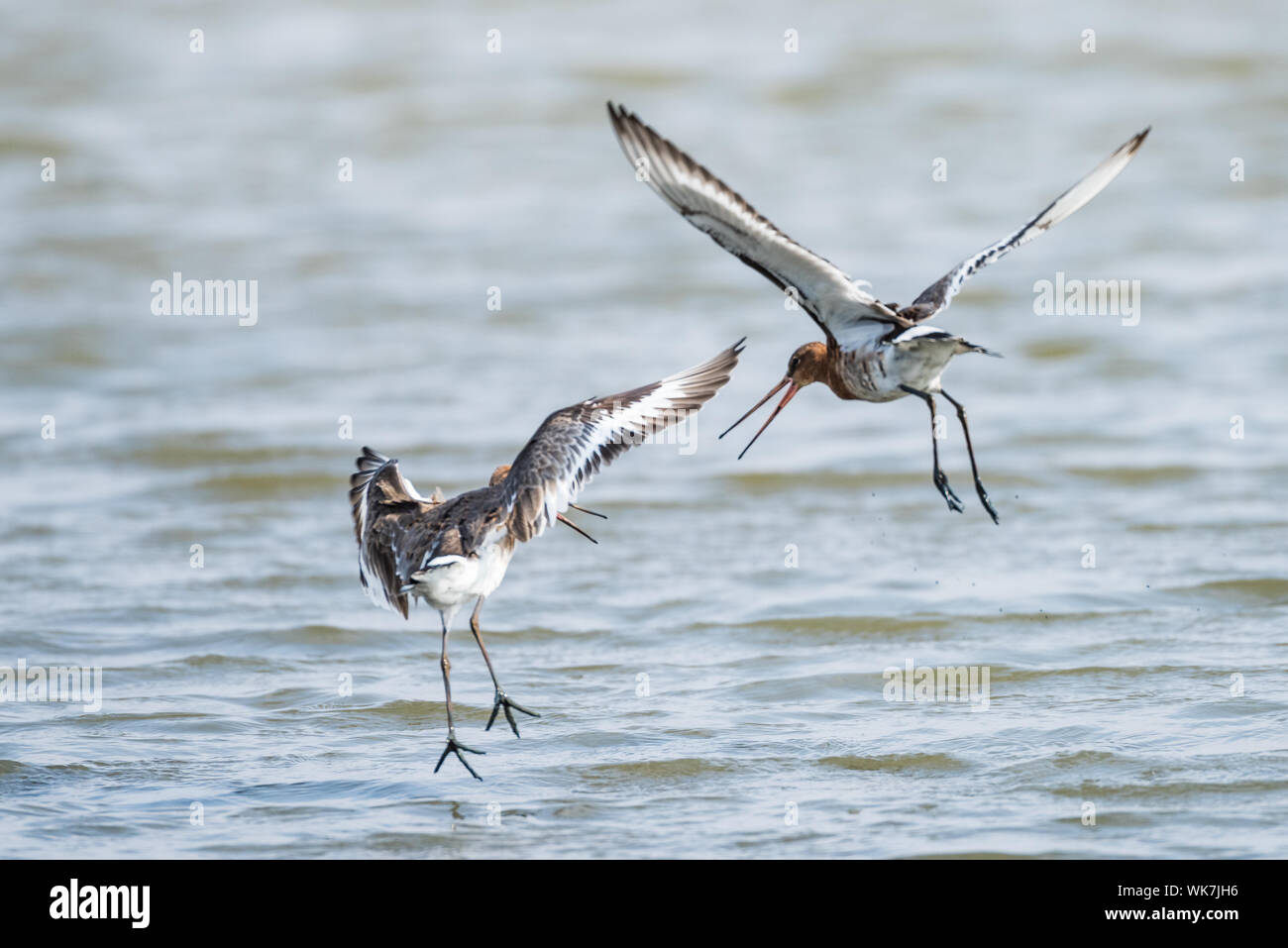 black tailed Godwits, mid air fight Stock Photo - Alamy