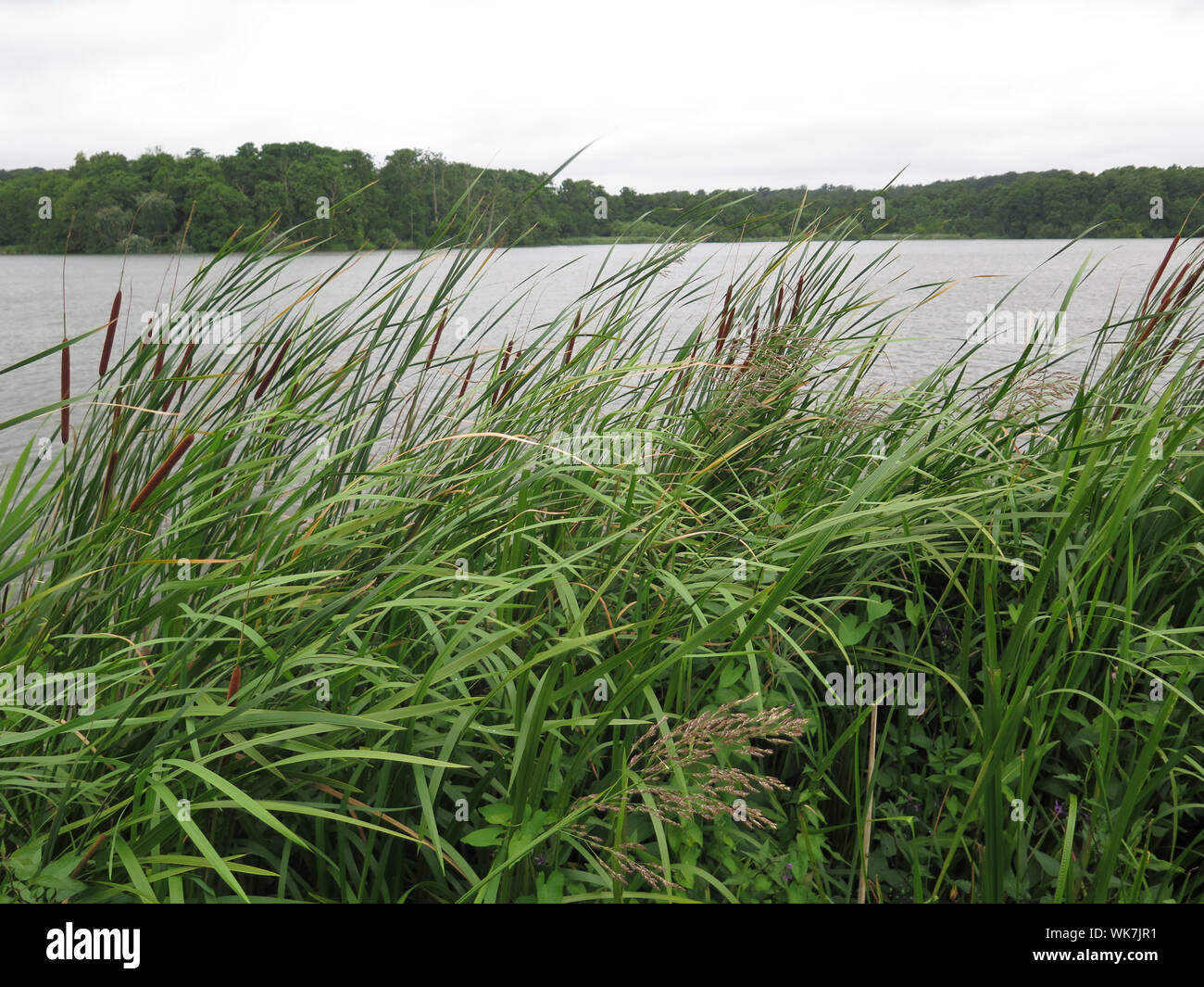 bull rush cat tail plant with leaves and flower head at Graasten ...