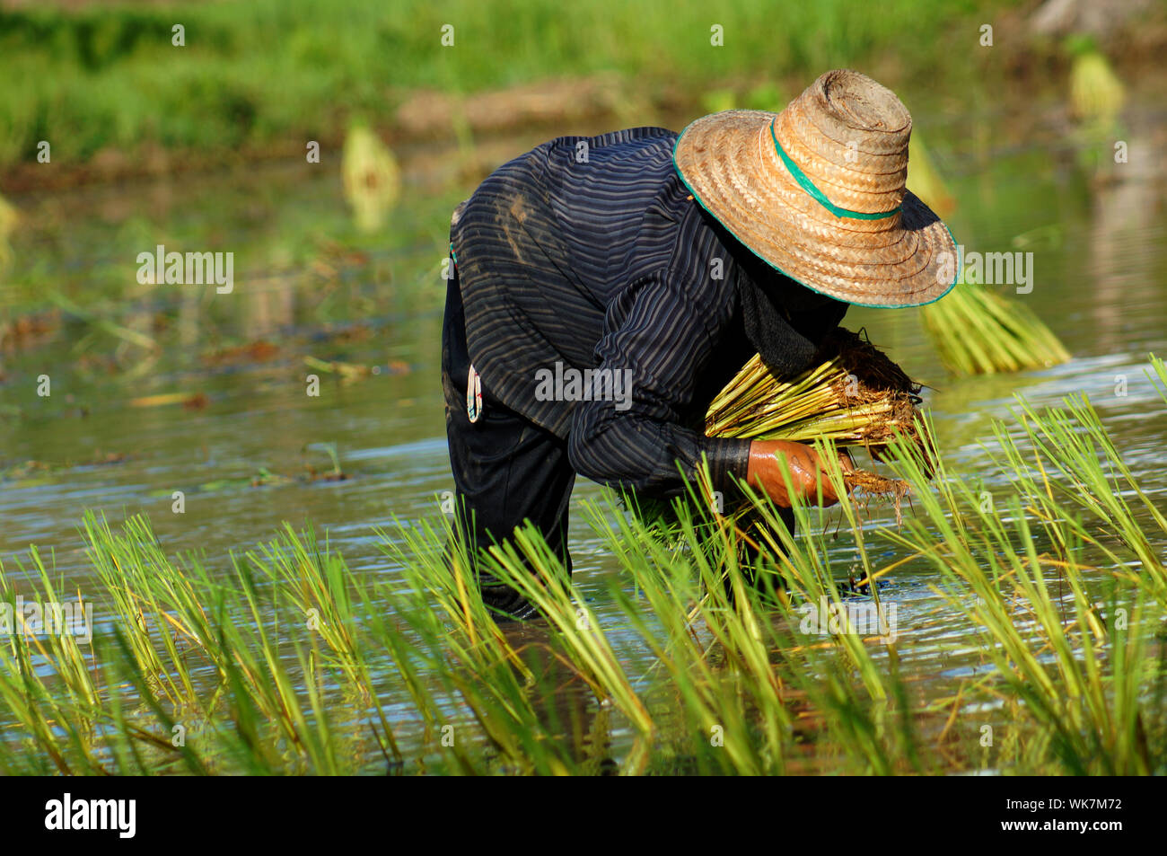 Harvesting Rice High Resolution Stock Photography and Images - Alamy