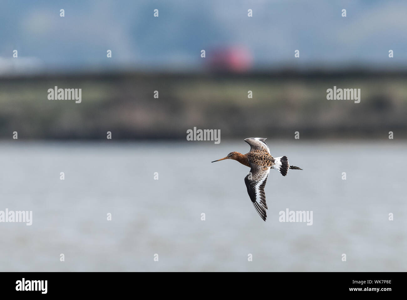 black tailed Godwit in flight, top of wings and tail showing Stock ...
