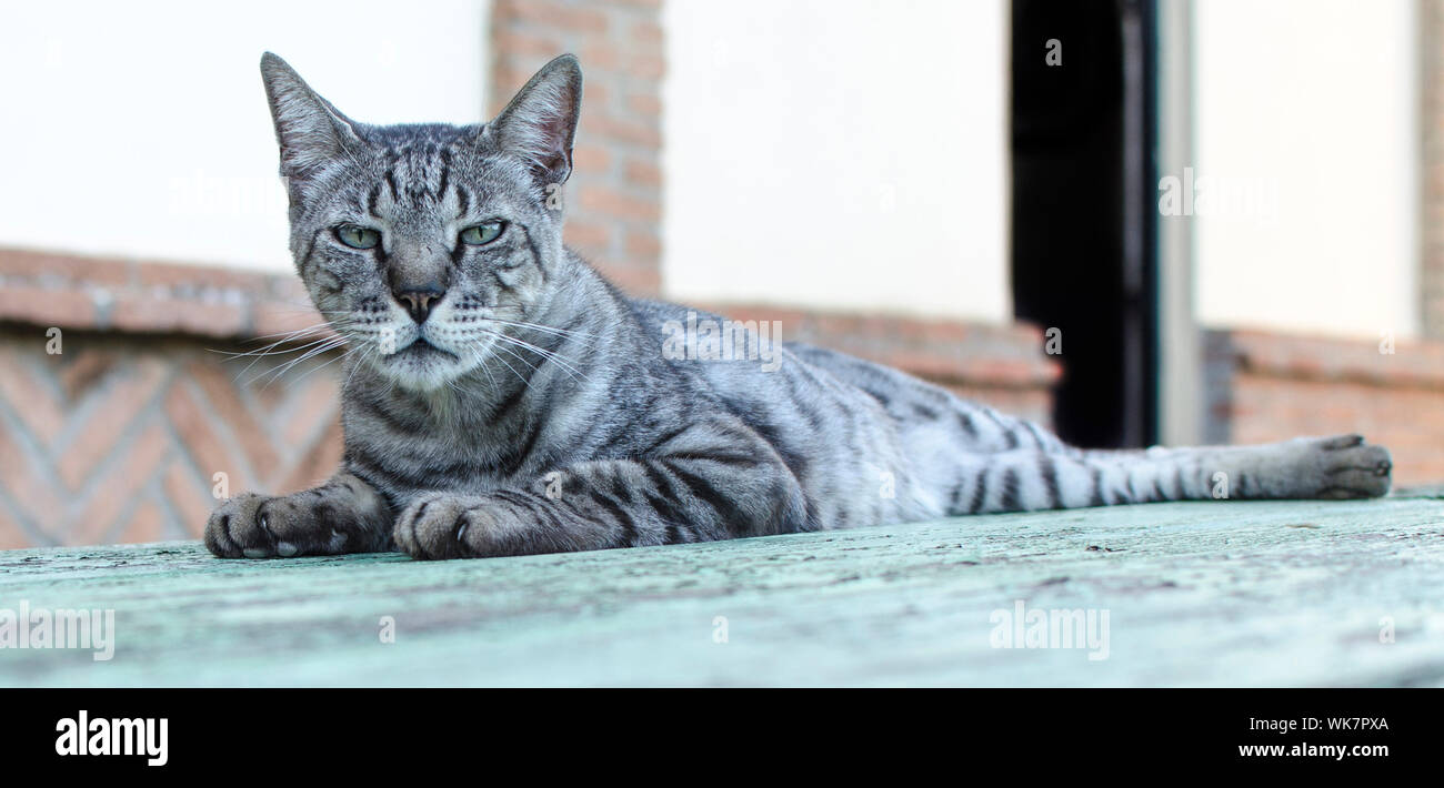 Persian cat angry hi-res stock photography and images - Alamy