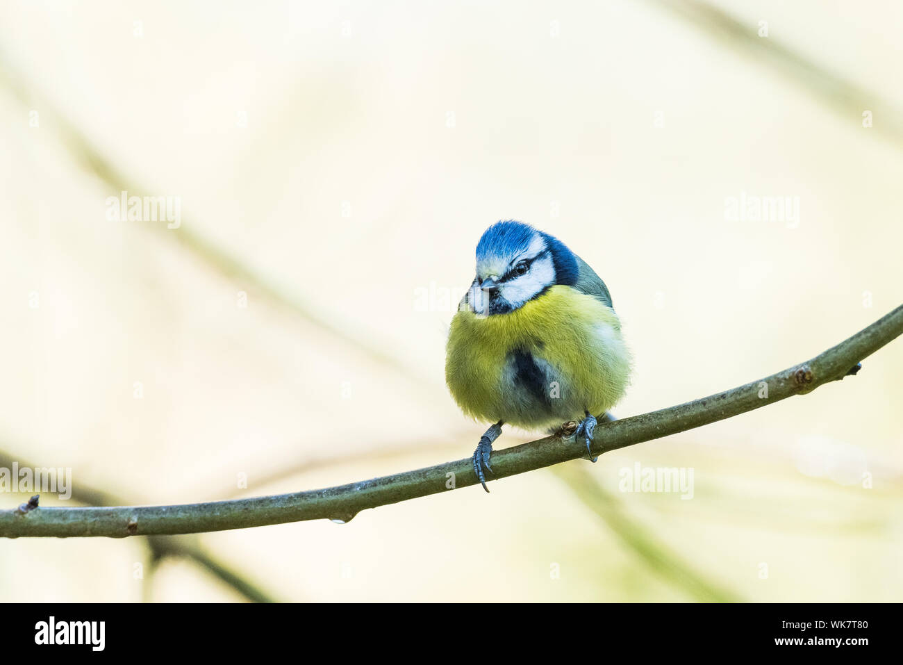 Blue tit, fluffy, front view. With leg ring Stock Photo - Alamy