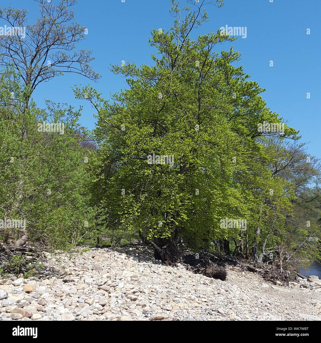 Tree Growing By Water Stock Photo - Alamy