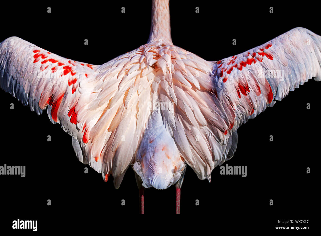 Bird Wings Spread Back