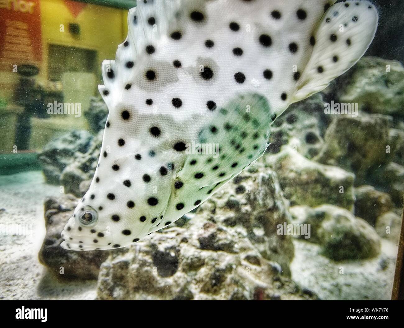 White Spotted Grouper Fish High Resolution Stock Photography and Images ...