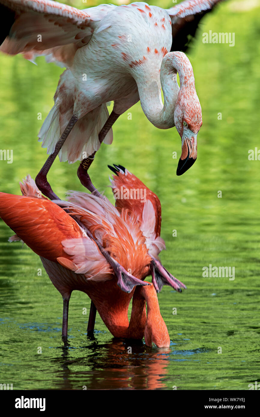 Mating flamingos hi-res stock photography and images - Alamy