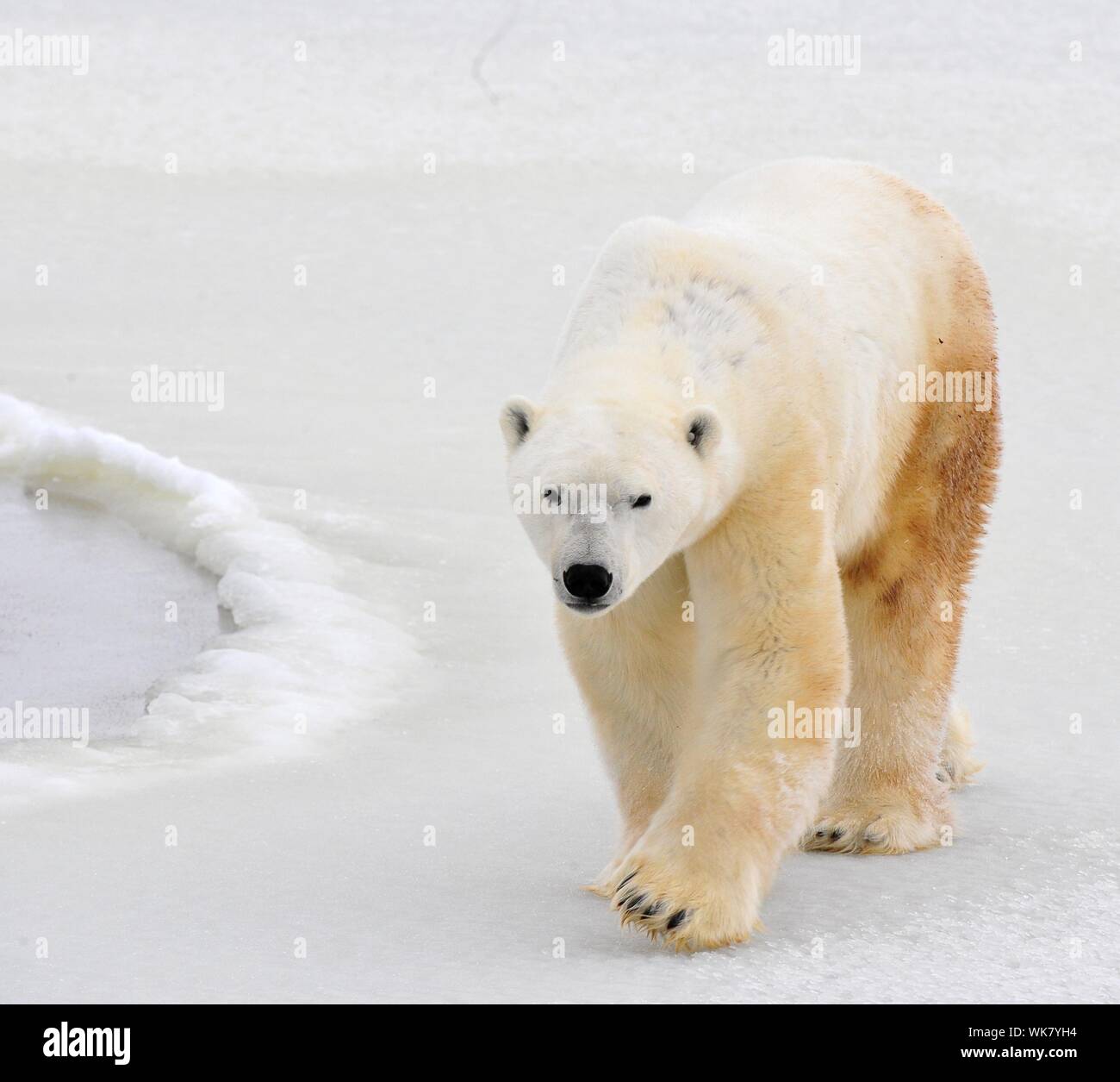 Polar bear in a native habitat. Snow. A frost. Winter Stock Photo - Alamy