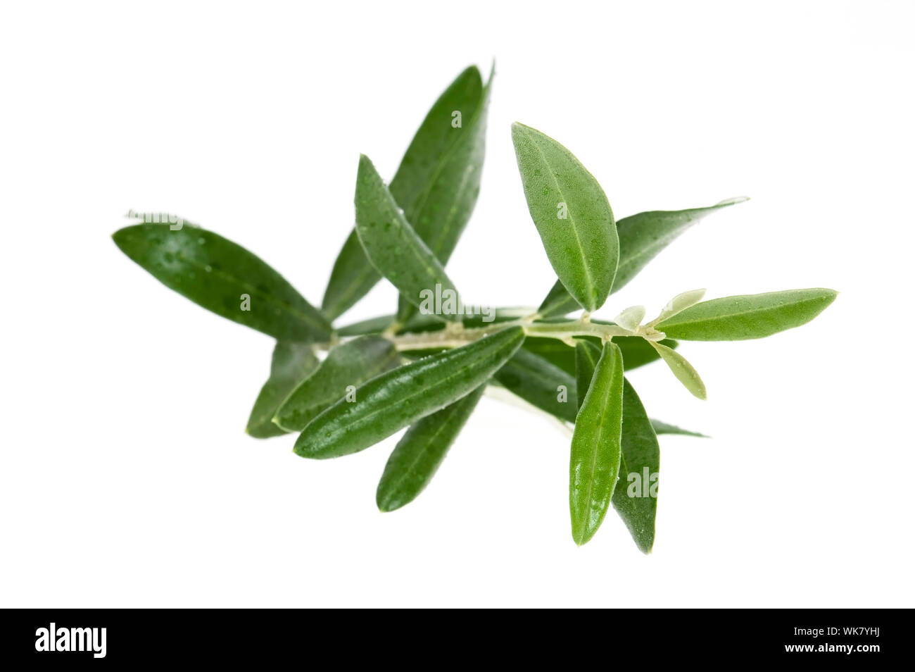 Olive branch isolated hi-res stock photography and images - Alamy