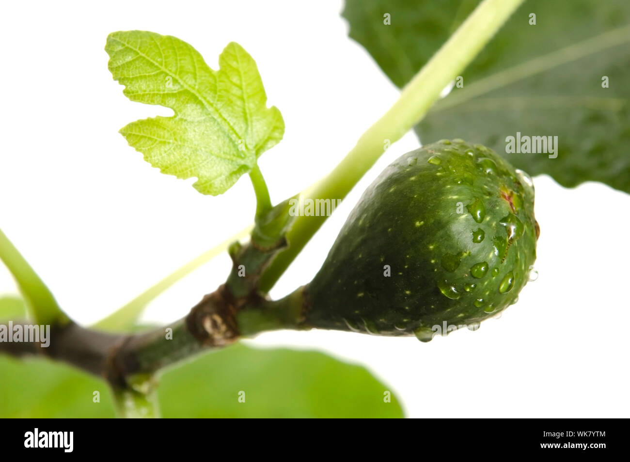 Fruits of a tree of a fig with leaves it is isolated on a white ...