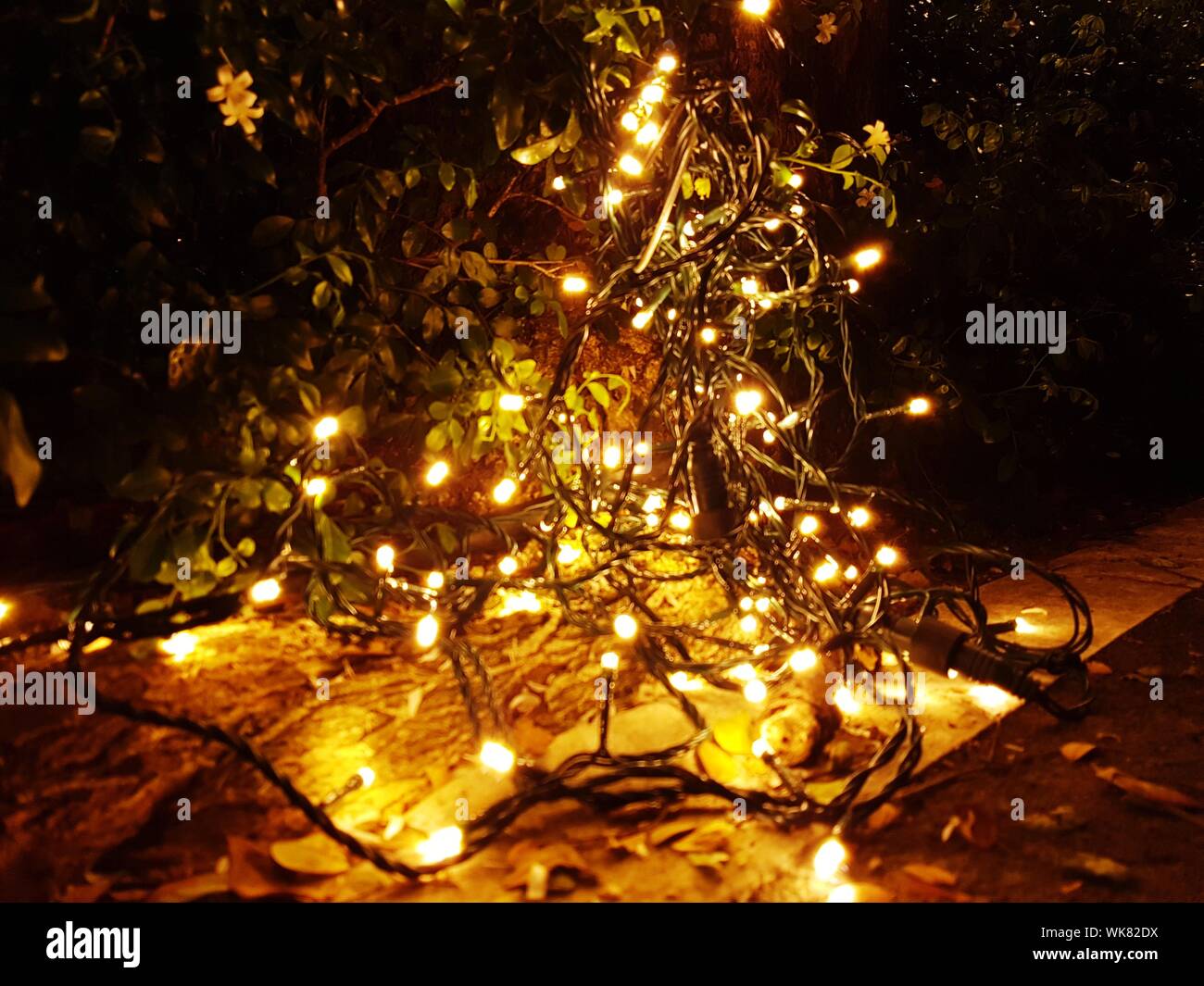 String plant hi-res stock photography and images - Alamy