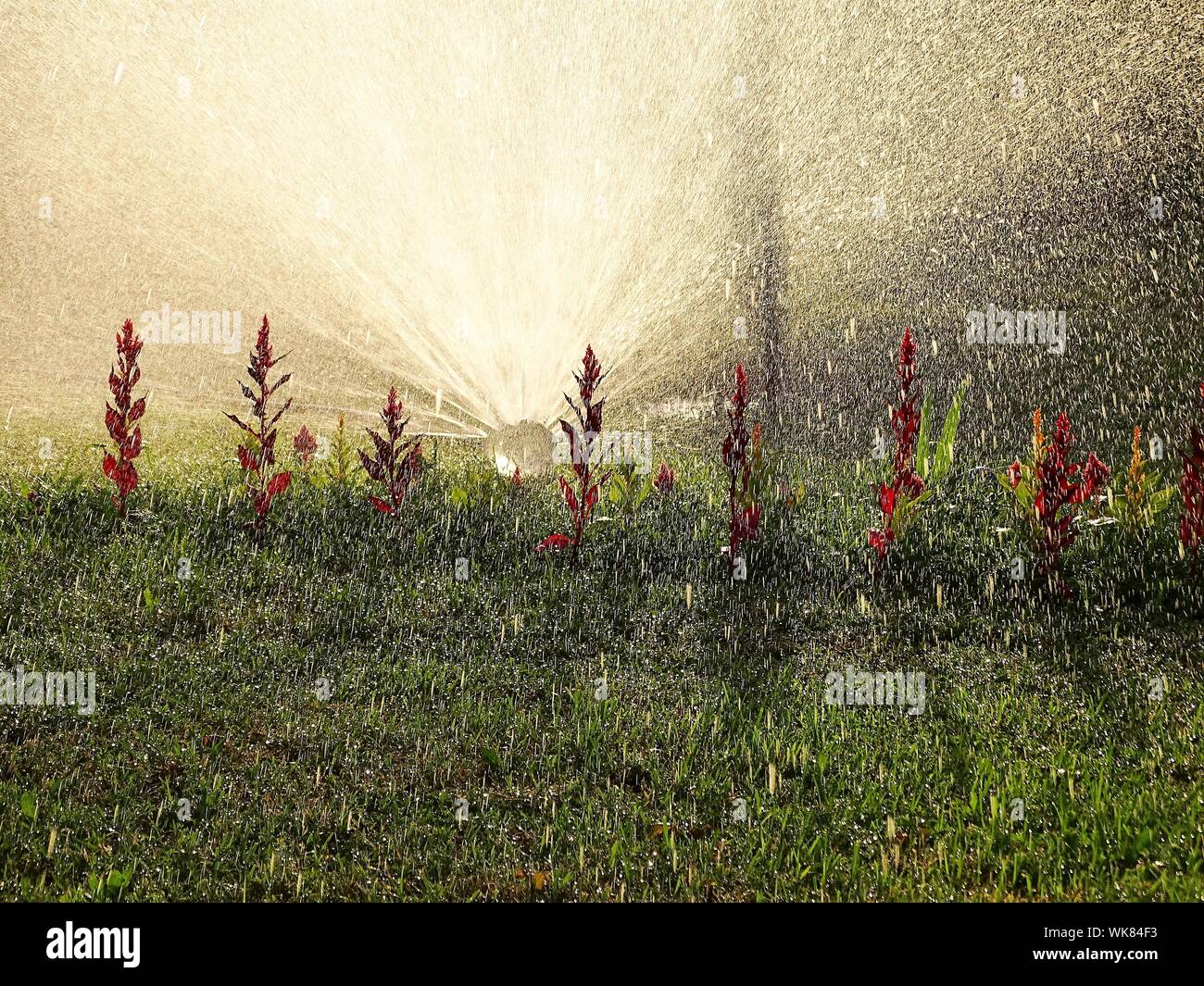 Spraying irrigation water hi-res stock photography and images - Alamy