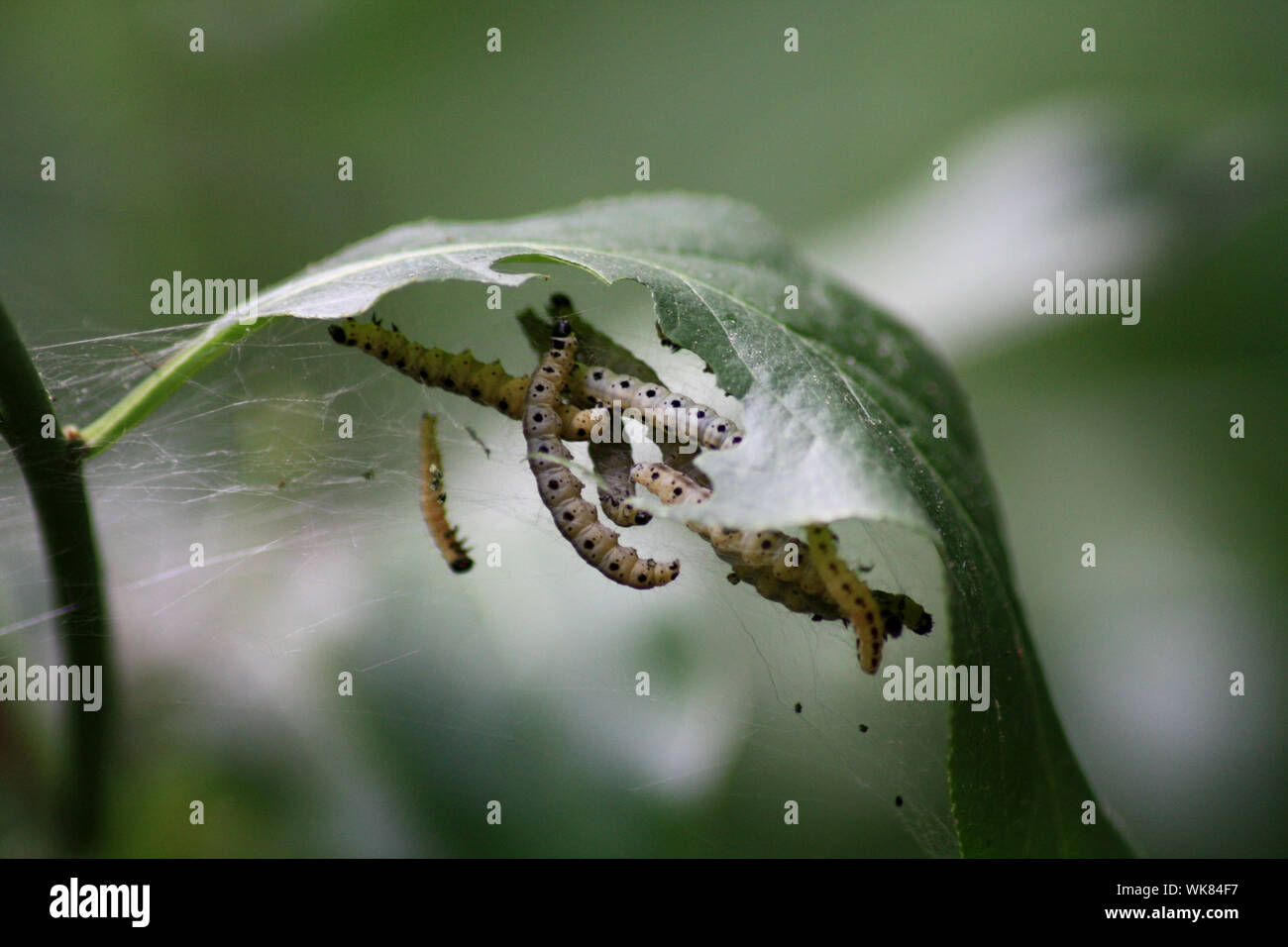 Group Of Spider In Web High Resolution Stock Photography and Images - Alamy