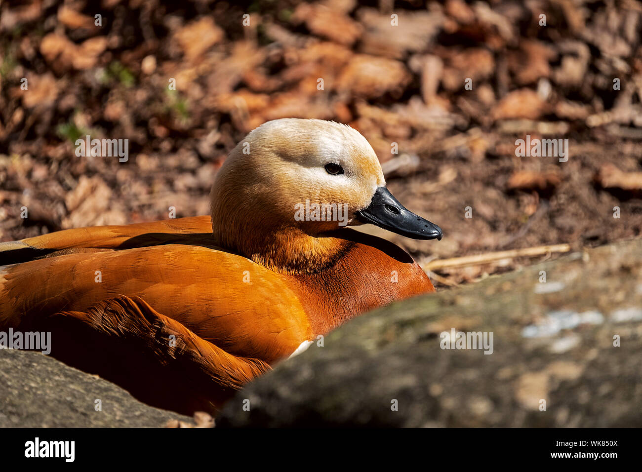 Shelduck feathers hi-res stock photography and images - Alamy