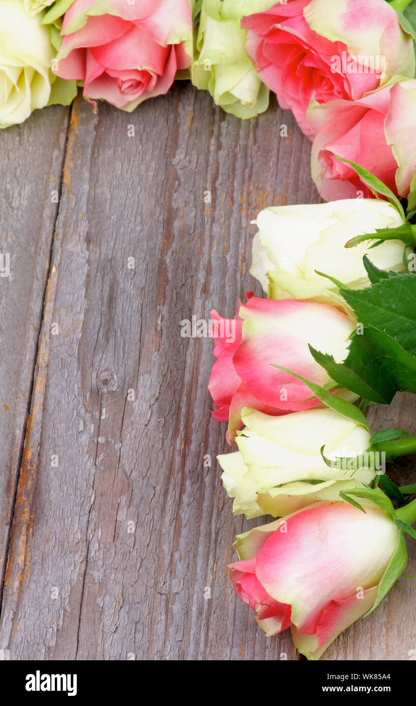 Corner Border of Beauty White-Green and Pink Roses closeup on Rustic ...