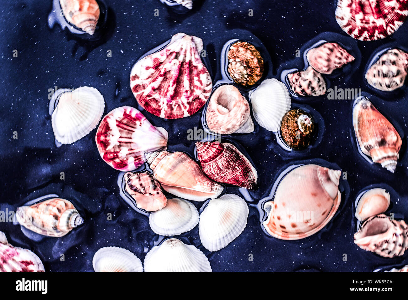 Ocean, nature texture and coastal vacation concept - Sea shell ...