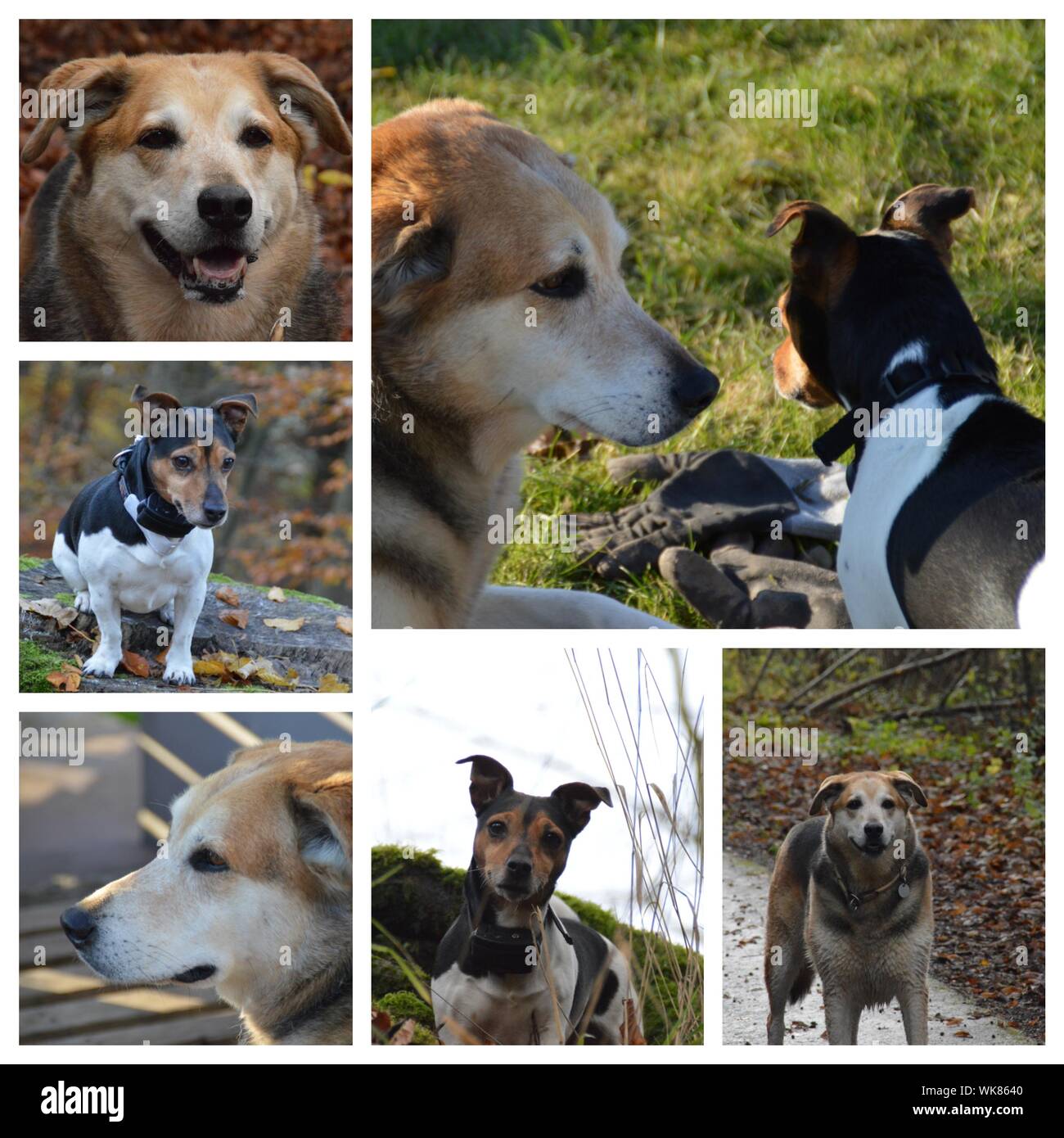 Dog collage hi-res stock photography and images - Alamy