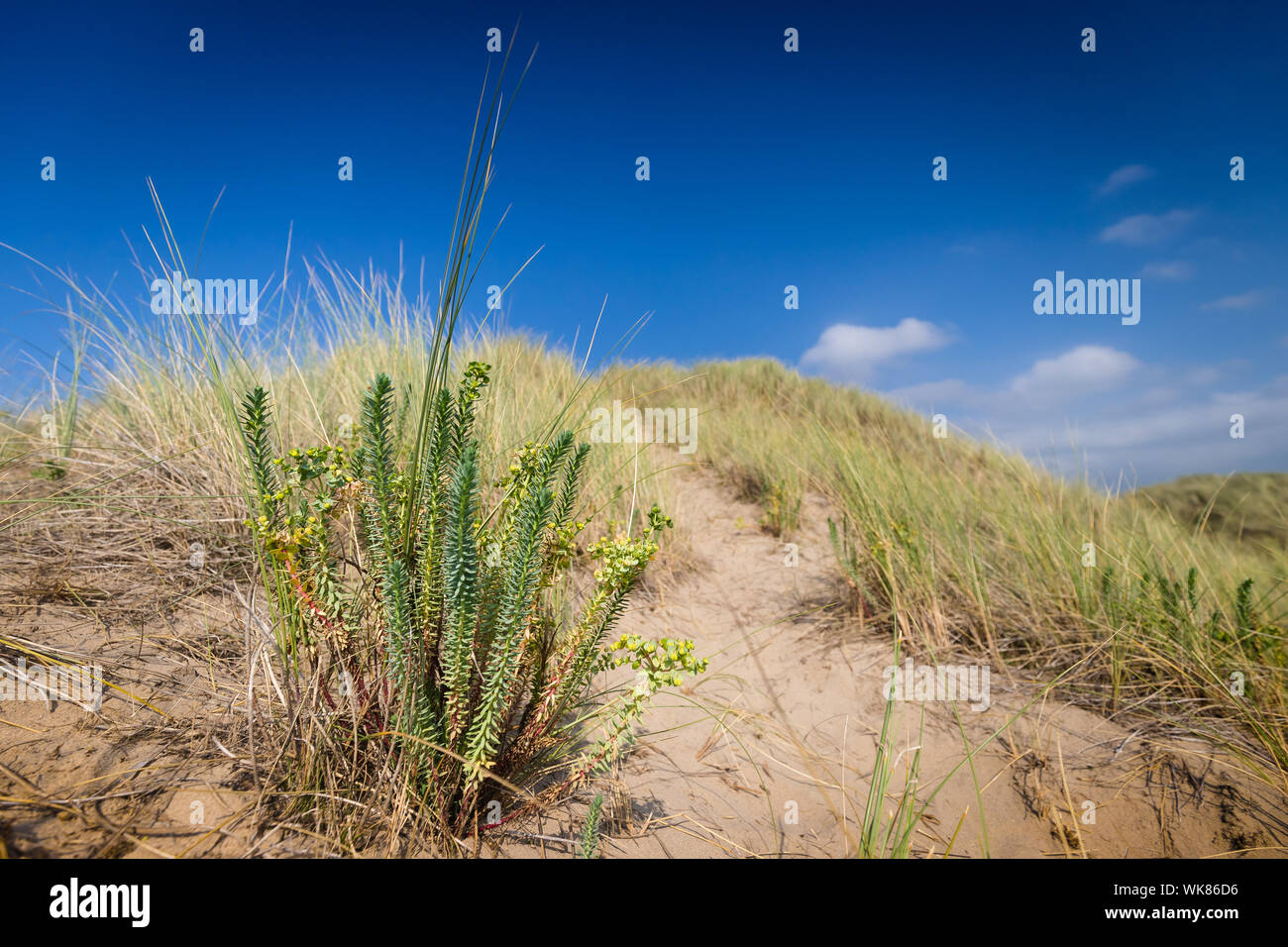 Ynyslas national nature reserve hi-res stock photography and images - Alamy