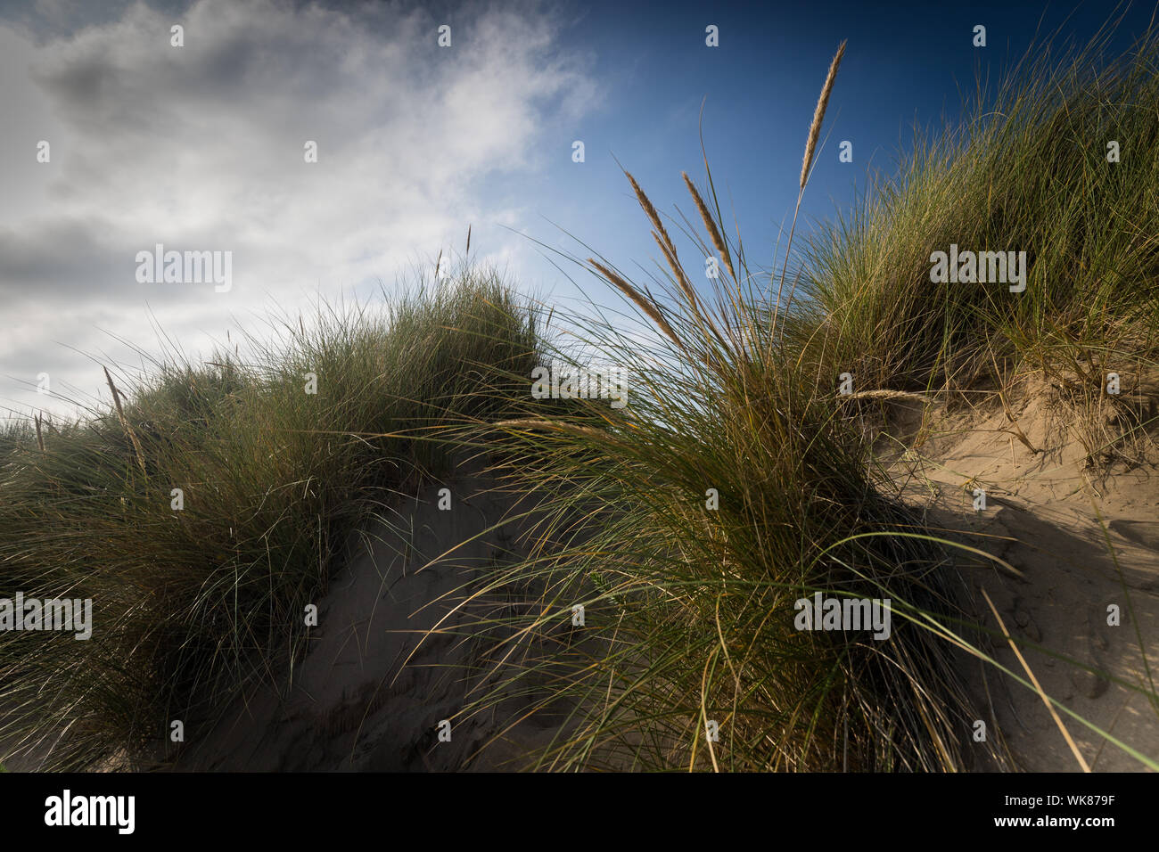 Ynyslas national nature reserve hi-res stock photography and images - Alamy