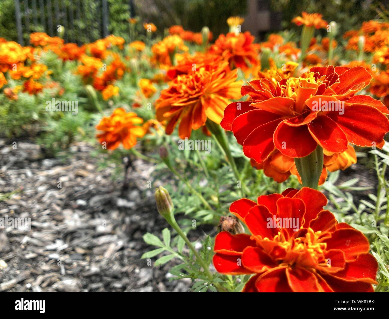 Marigold green flowers hi-res stock photography and images - Alamy