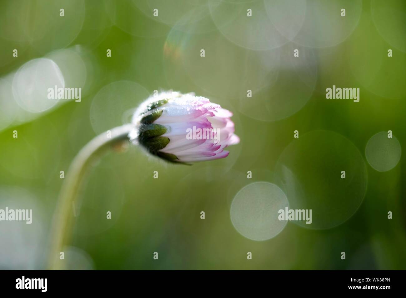 Back daisy hi-res stock photography and images - Alamy