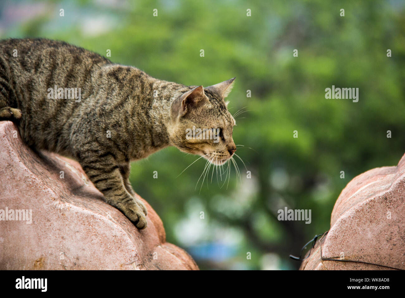 Cat walking on the wall Stock Photo - Alamy