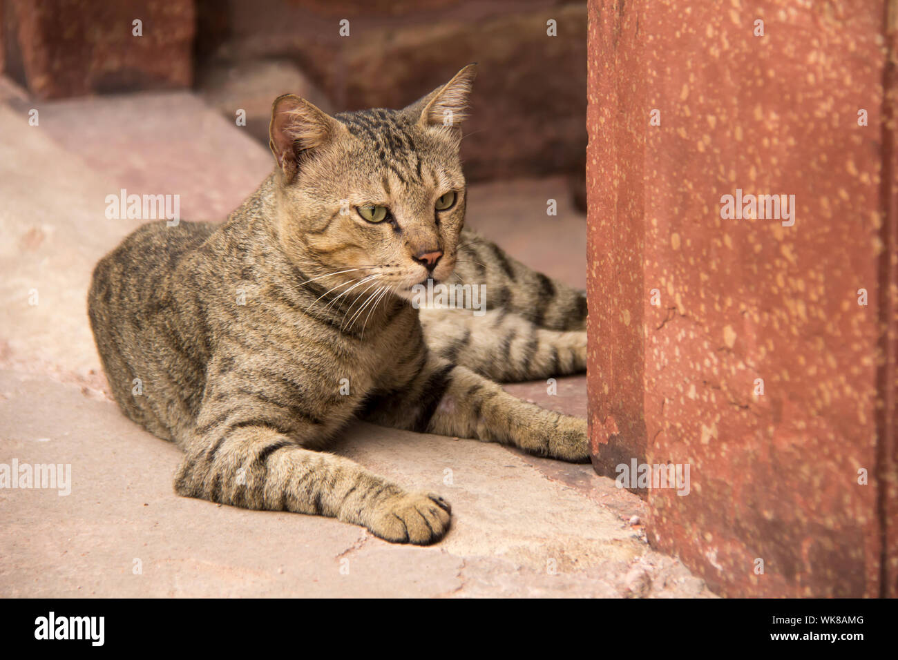 Cat sitting on steps of a building Stock Photo - Alamy