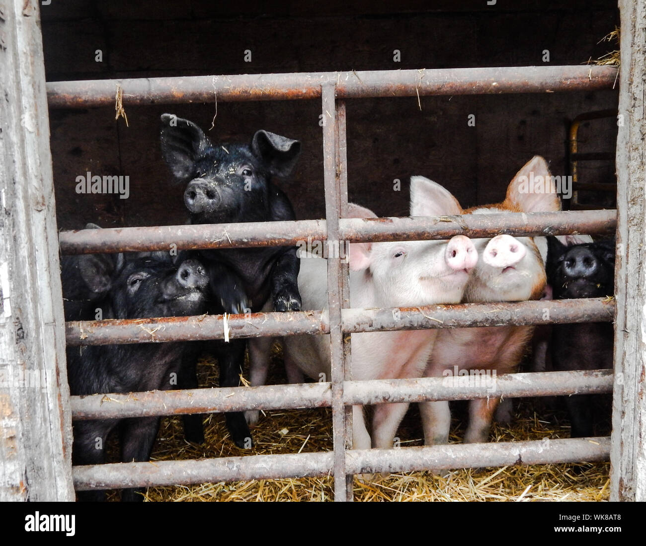 Five pigs hi-res stock photography and images - Alamy