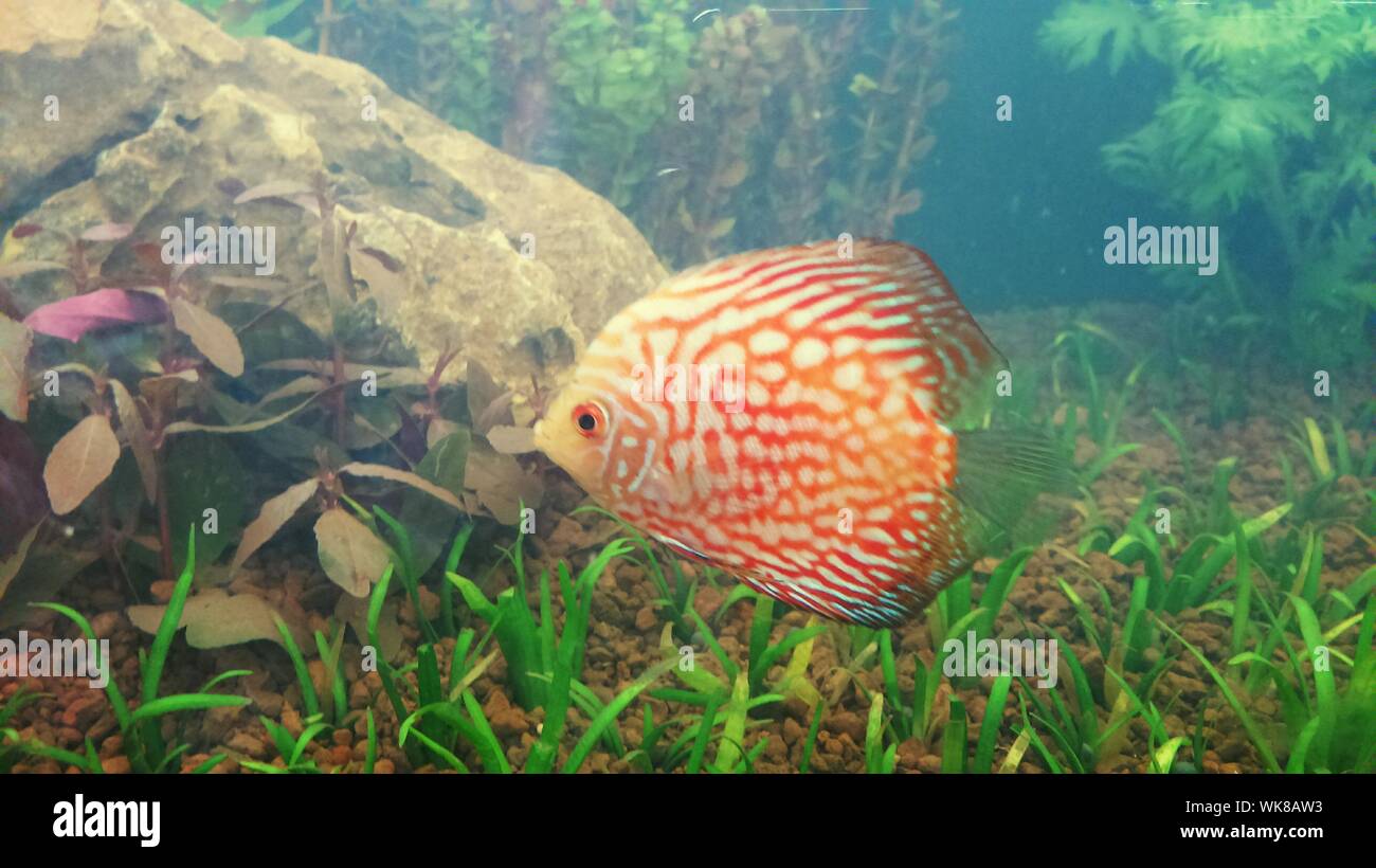 Discus Fish Underwater High Resolution Stock Photography and Images - Alamy