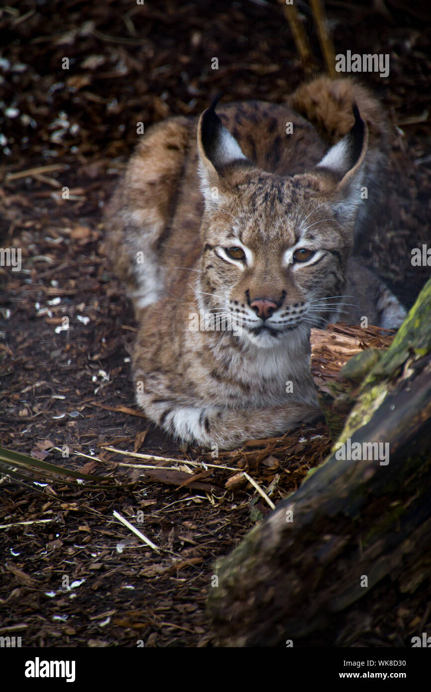 Lynx lying down hi-res stock photography and images - Alamy