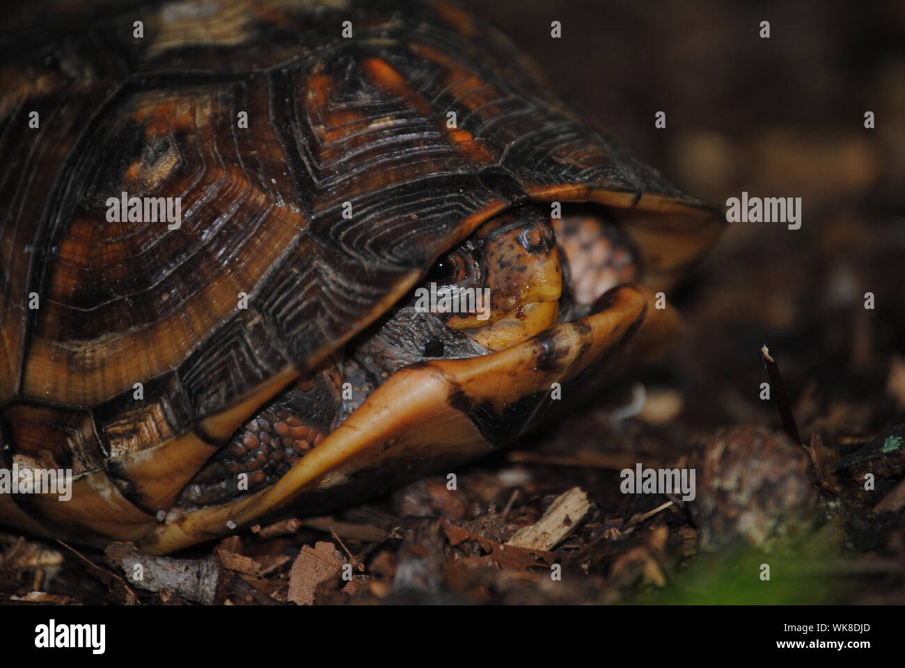 Turtle shell close up hi-res stock photography and images - Alamy