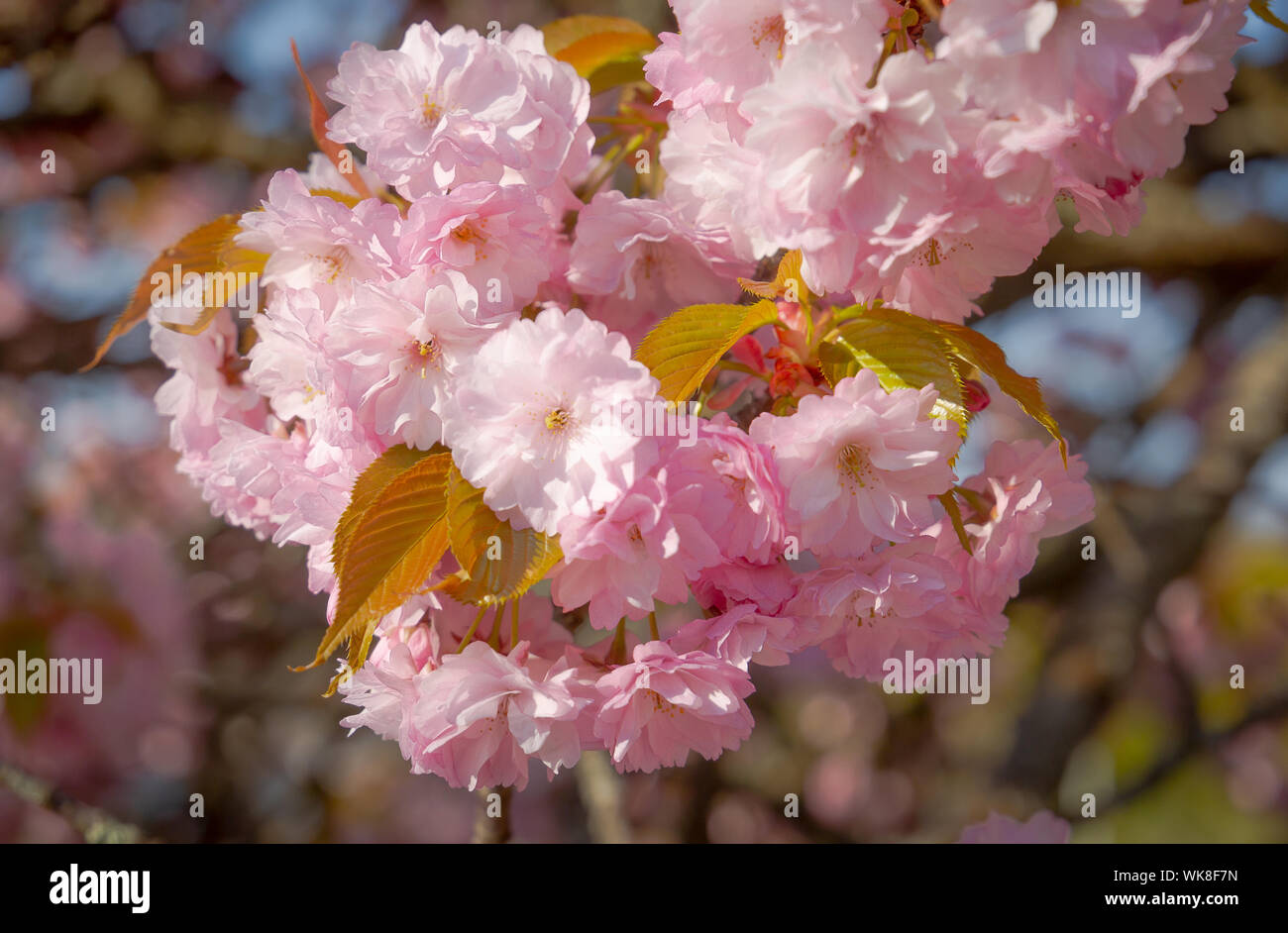 cherry blossom in full bloom on a lovely spring day Stock Photo - Alamy