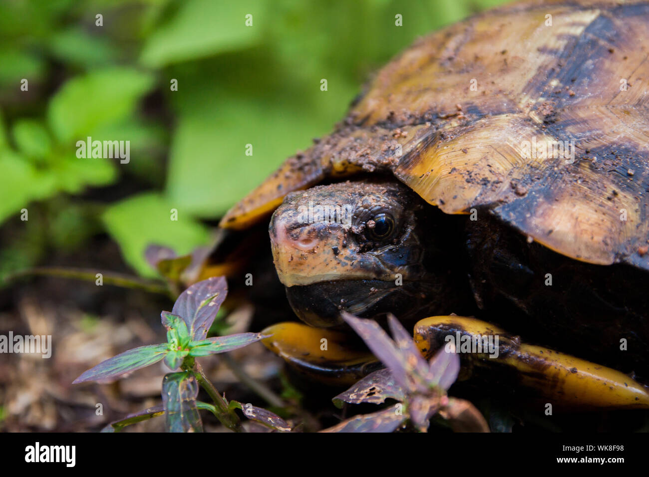 Turtle plant hi-res stock photography and images - Alamy