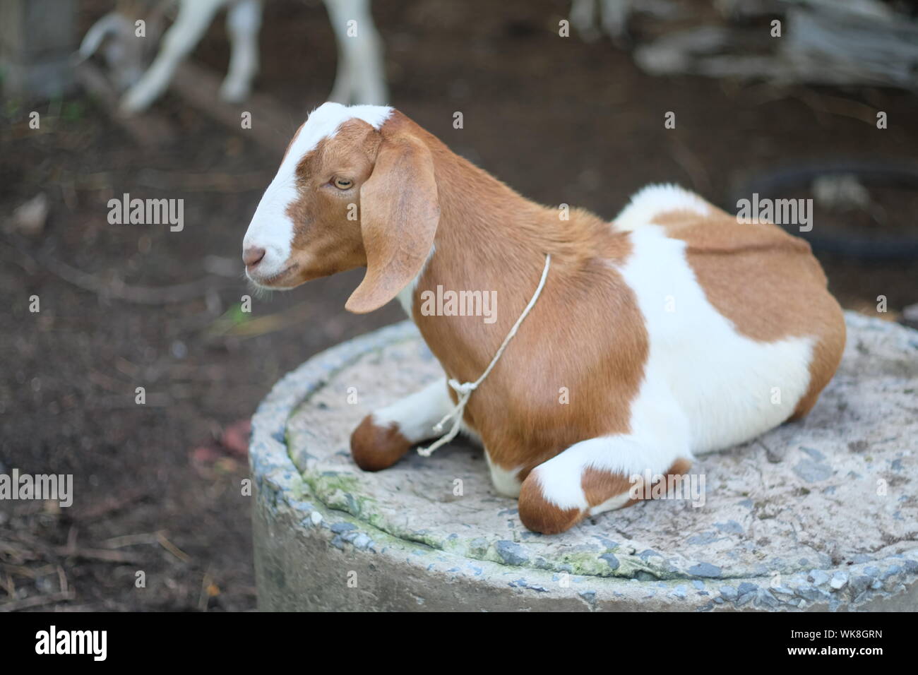 Sitting Goat High Resolution Stock Photography and Images - Alamy