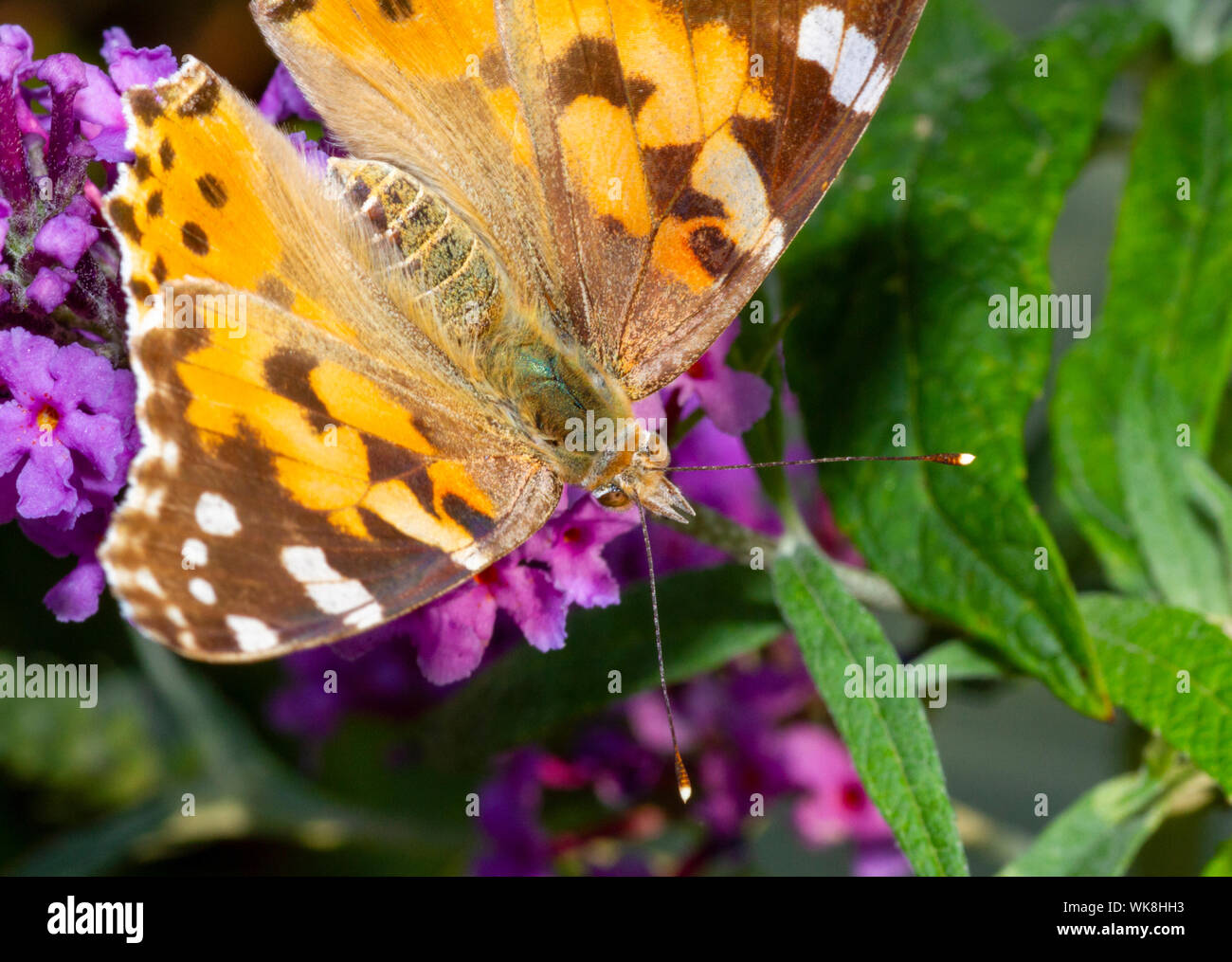 Painted lady butterfly Stock Photo - Alamy