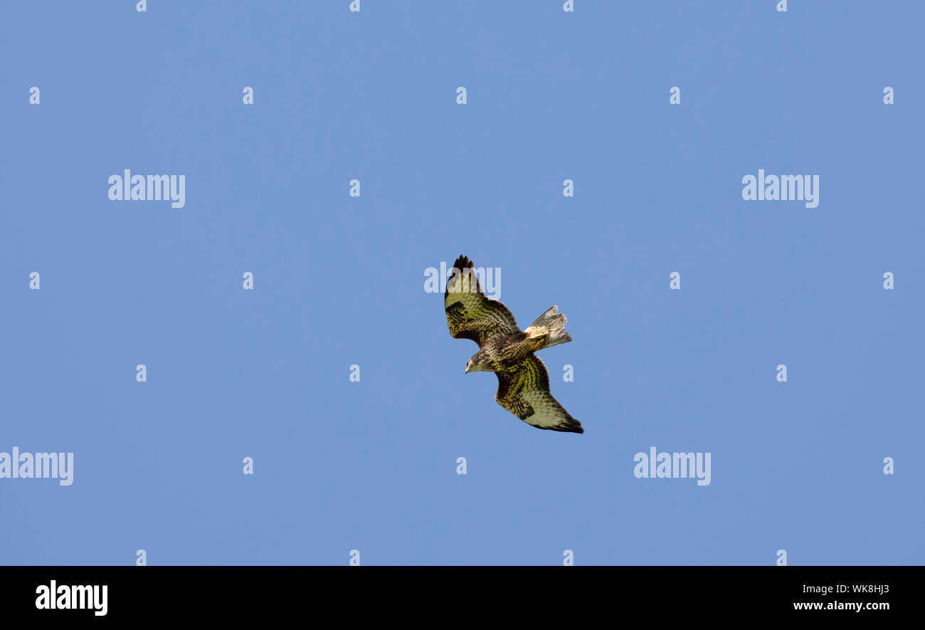 Common buzzard in flight Stock Photo - Alamy